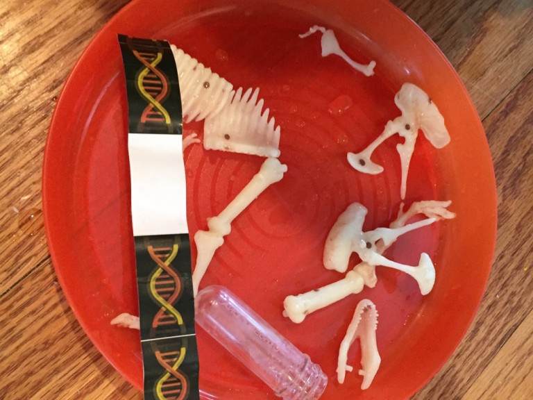 Dinosaur DNA - Curious Little Classrom